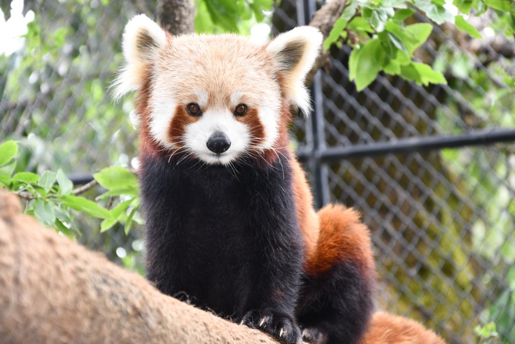 Nainital Zoo